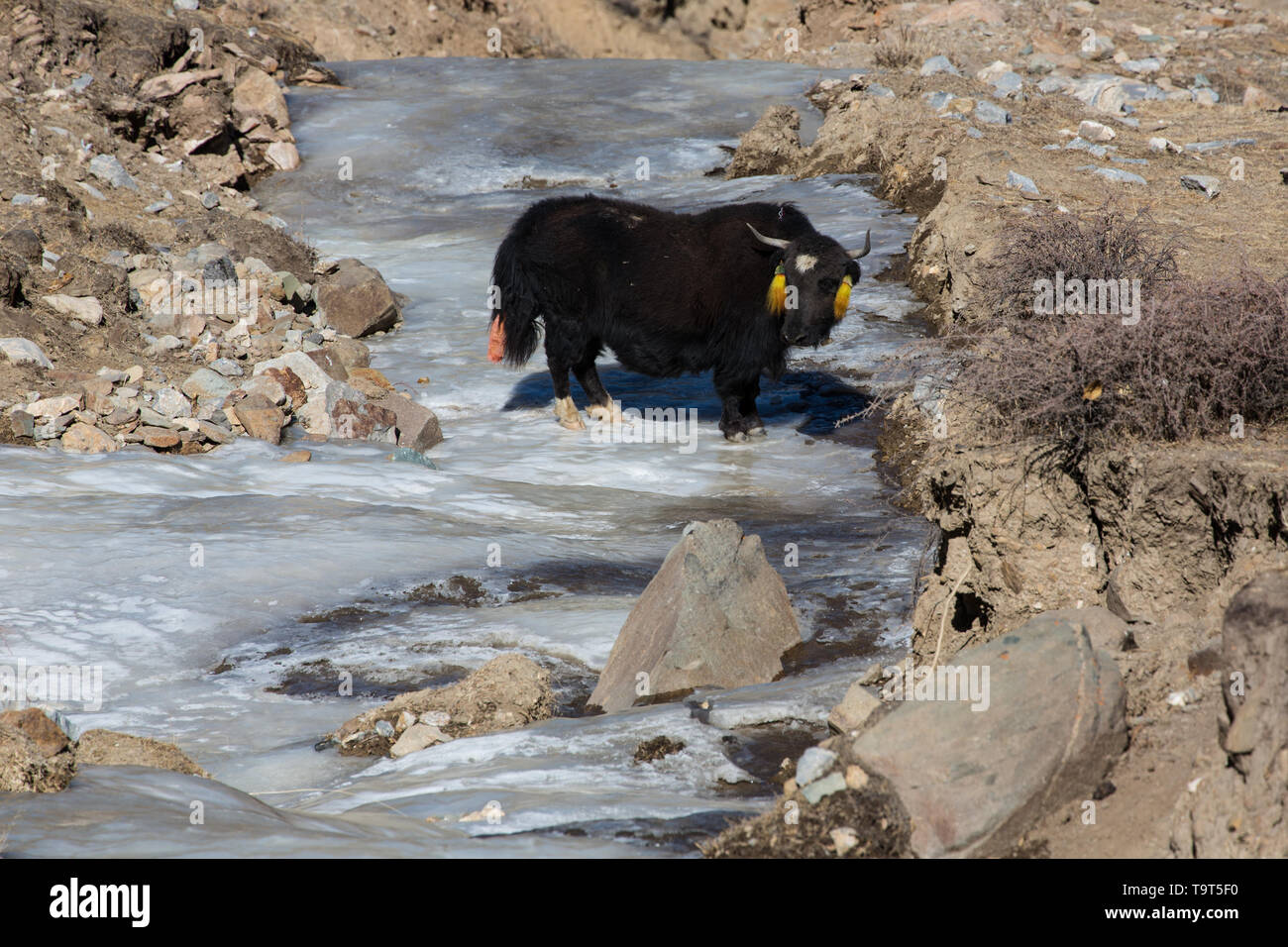 The yak, Bos grunniens, is a domesticated animal found throughout the ...