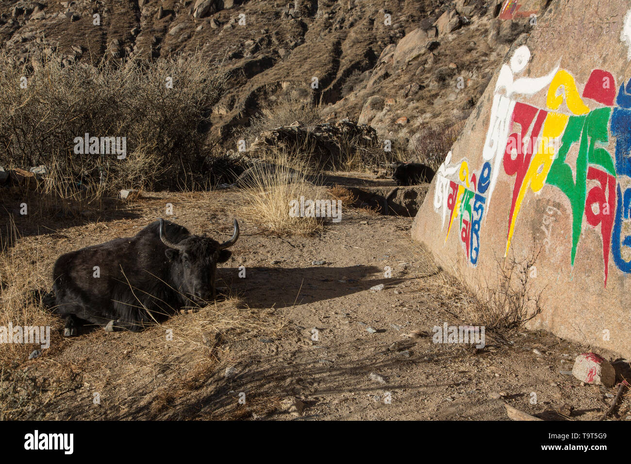 Tibet yak milk hi-res stock photography and images - Alamy