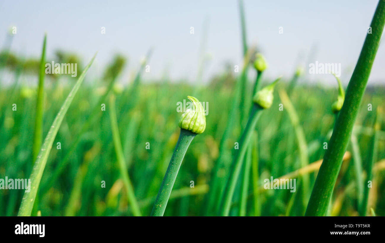 Seed to harvest growth stage hi-res stock photography and images - Alamy