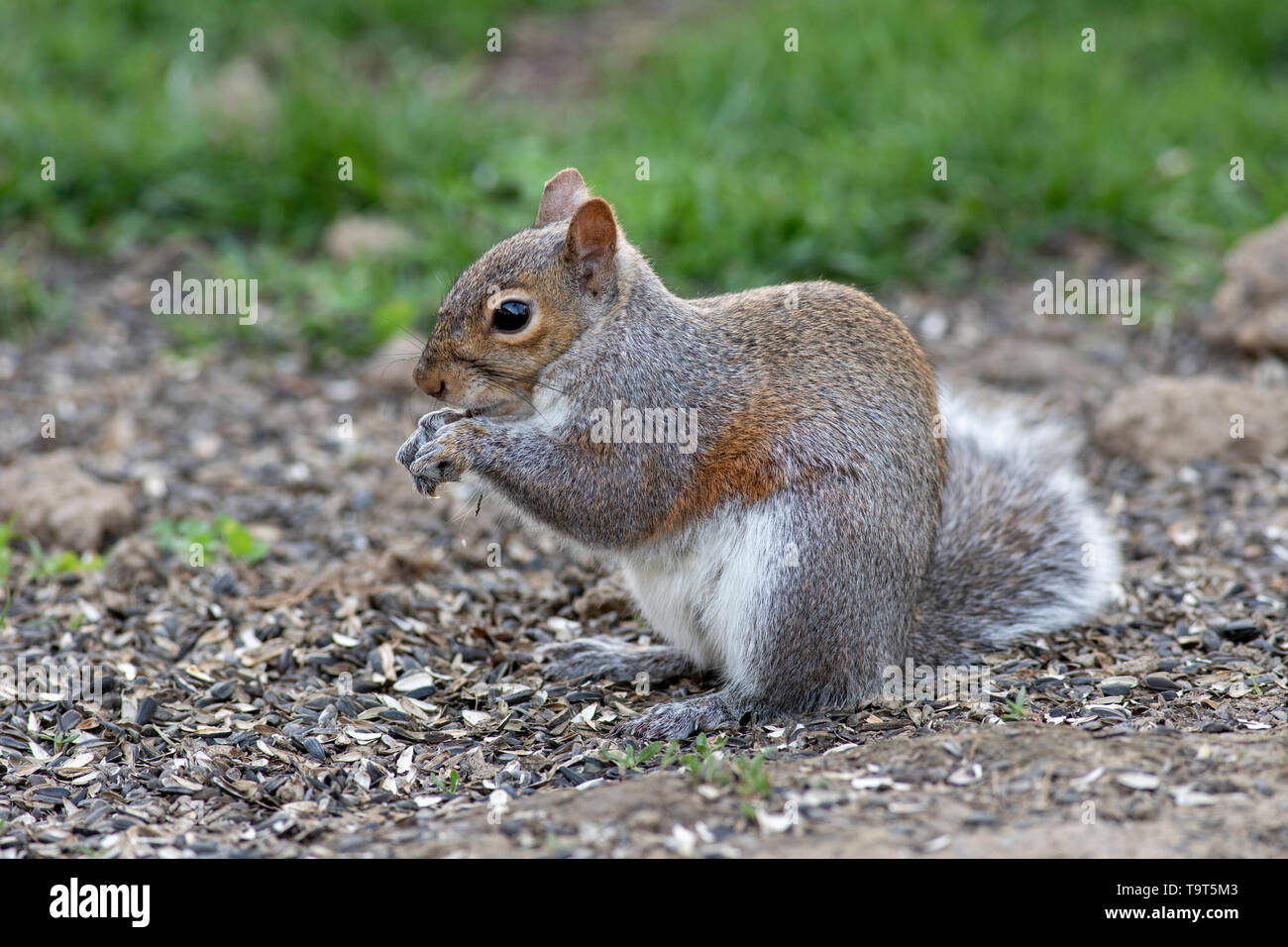 Eastern gray squirrel eating sunflower seeds under feeder Stock Photo ...