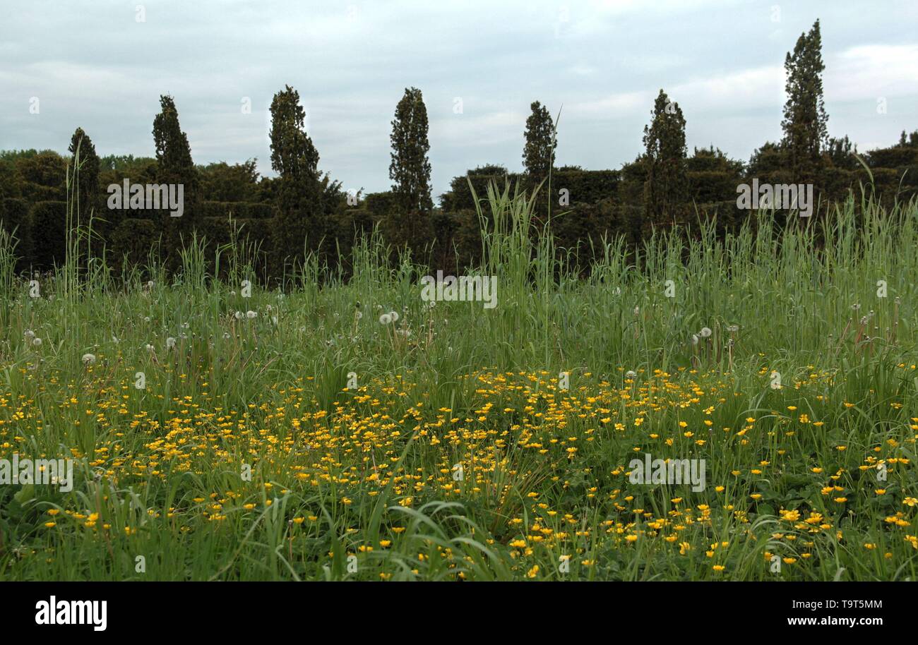 Typical dutch nature on a spring day in the Netherlands Stock Photo - Alamy