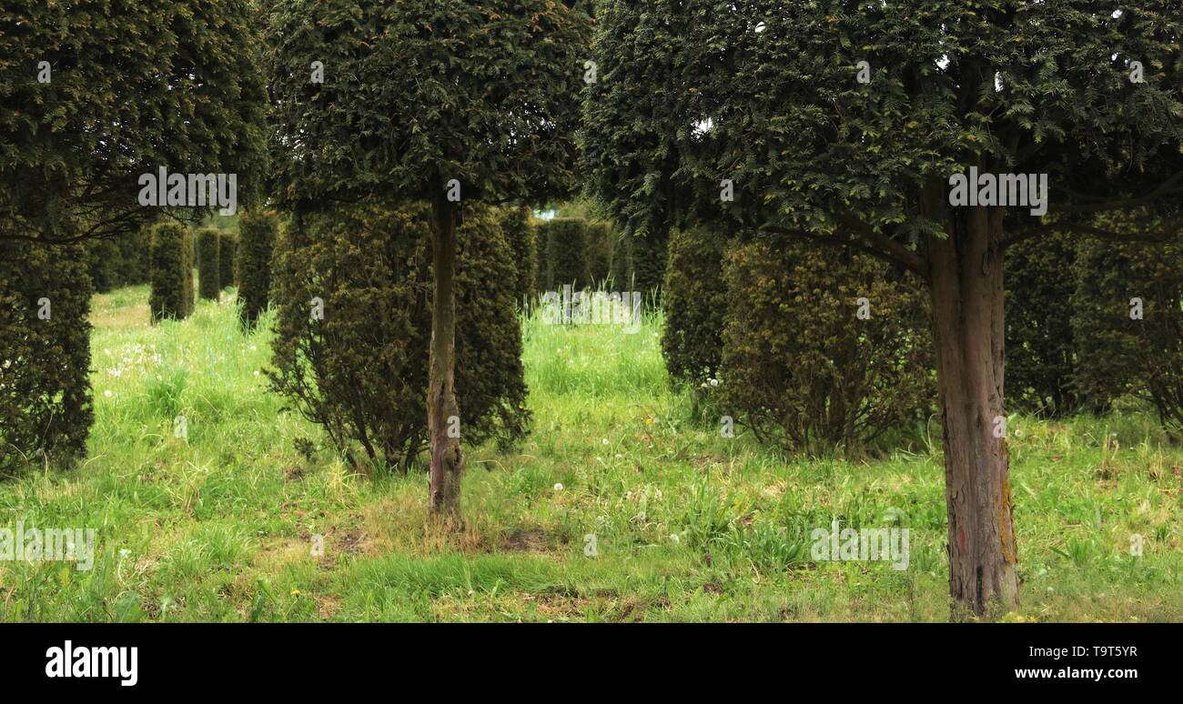 Typical dutch nature on a spring day in the Netherlands Stock Photo - Alamy