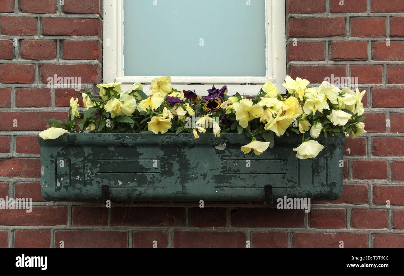 Flowers underneath a window Stock Photo - Alamy
