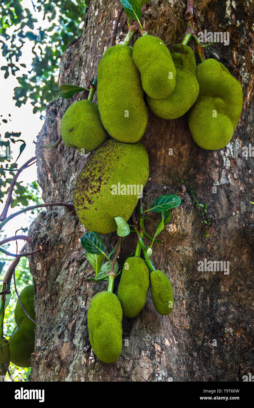 Sri Lanka trip, day 7: the unusual fruit of the Jak tree (Artocarpus ...