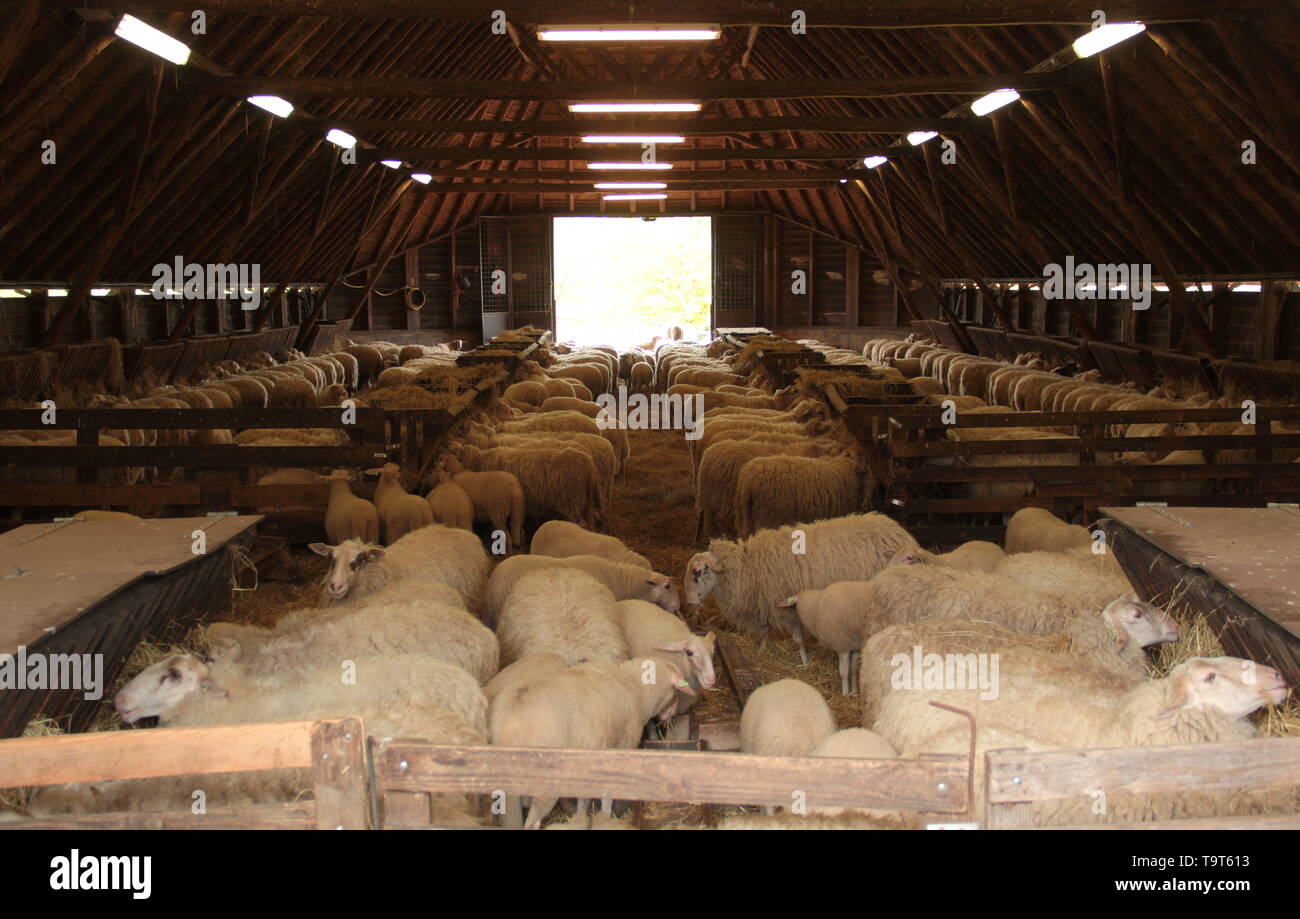 Farm full of sheep Stock Photo - Alamy