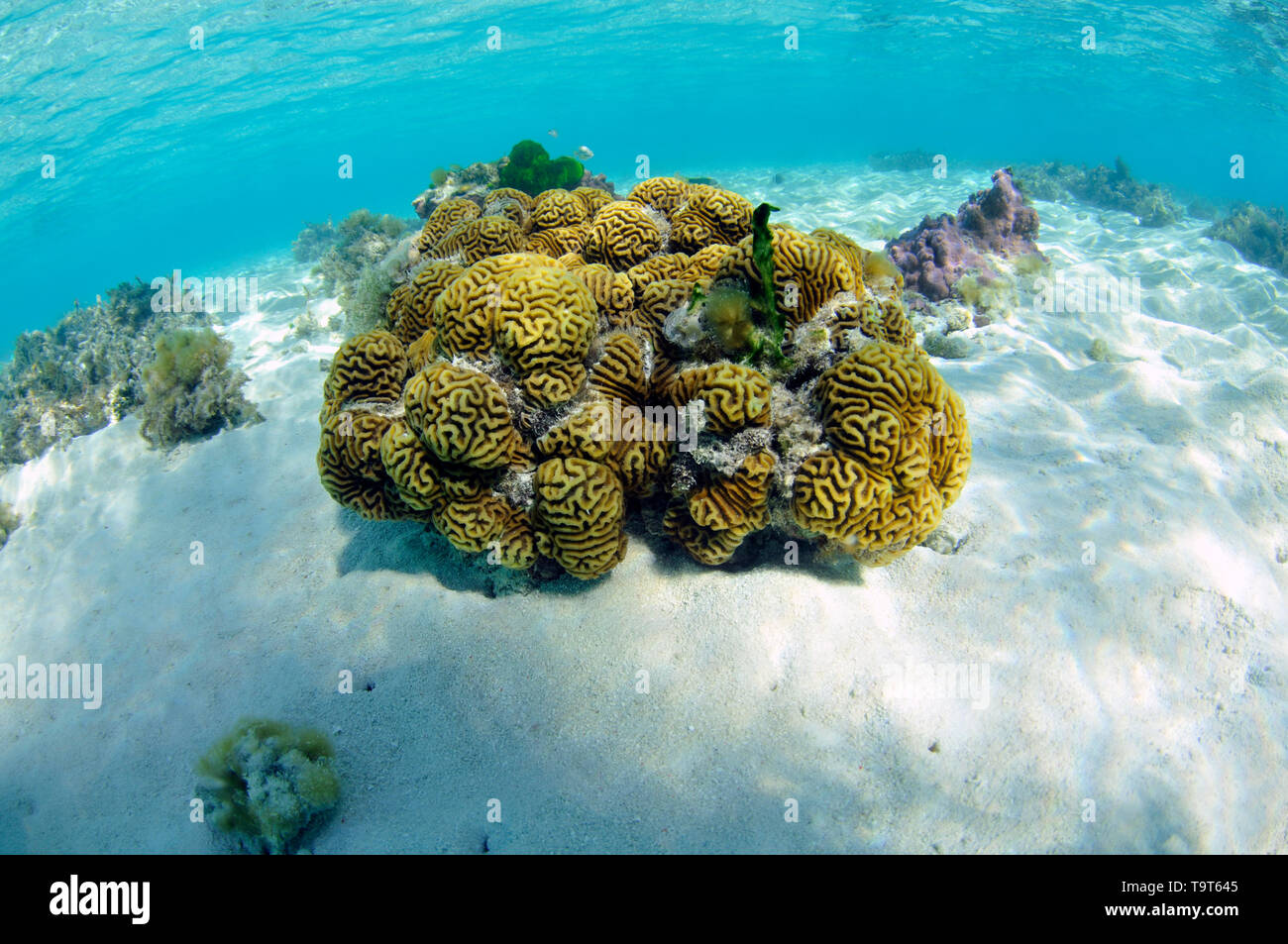 Brain coral symphyllia radians hi-res stock photography and images - Alamy