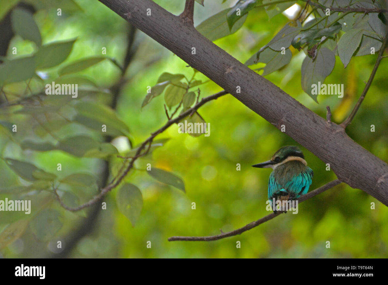 Sacred kingfisher, Todiramphus sanctus, Heron Island, Great Barrier ...