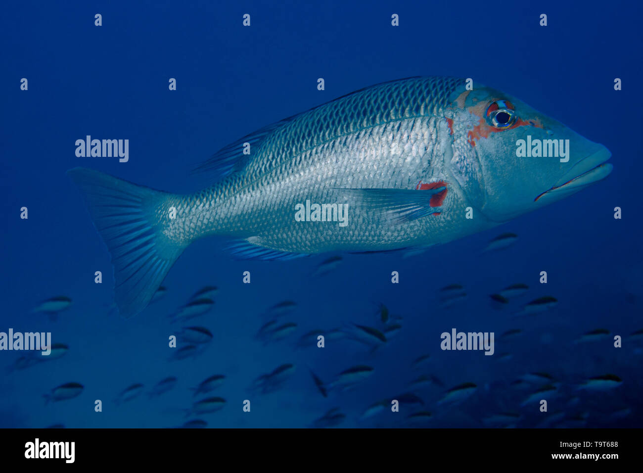 Miniatus High Resolution Stock Photography and Images - Alamy