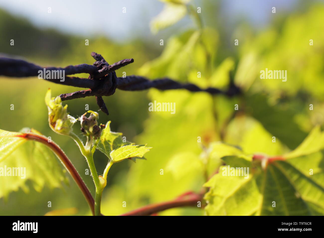 Grapevine wire hi-res stock photography and images - Alamy