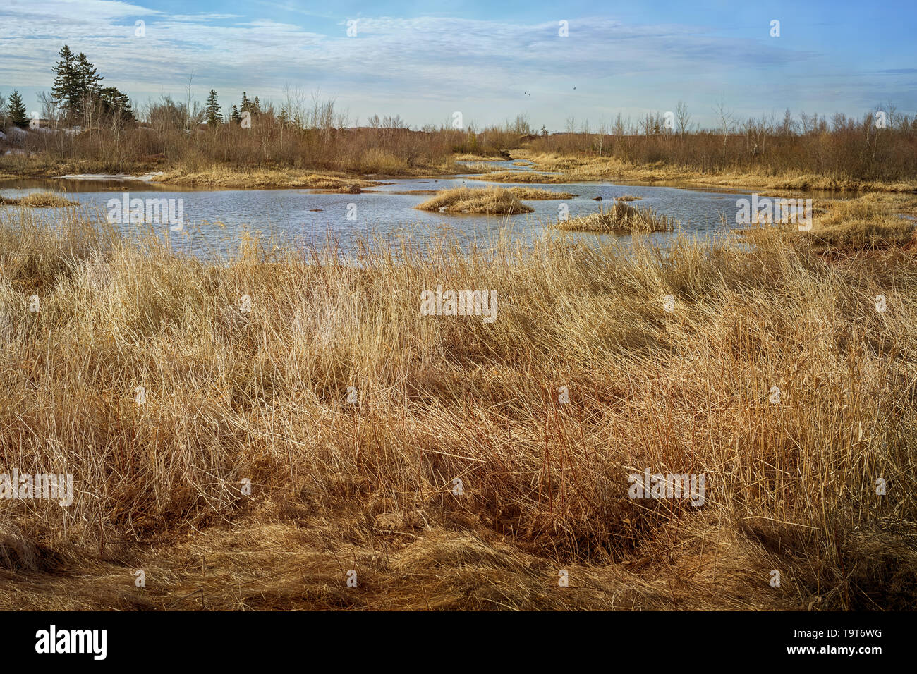 Marshy Habitat High Resolution Stock Photography and Images - Alamy