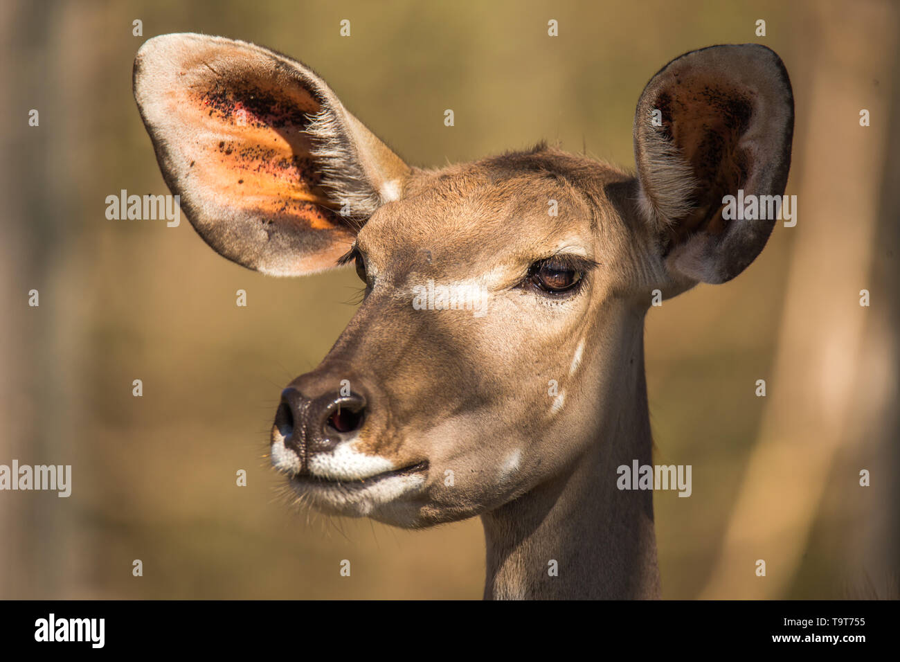 Kudu head and neck hi-res stock photography and images - Alamy