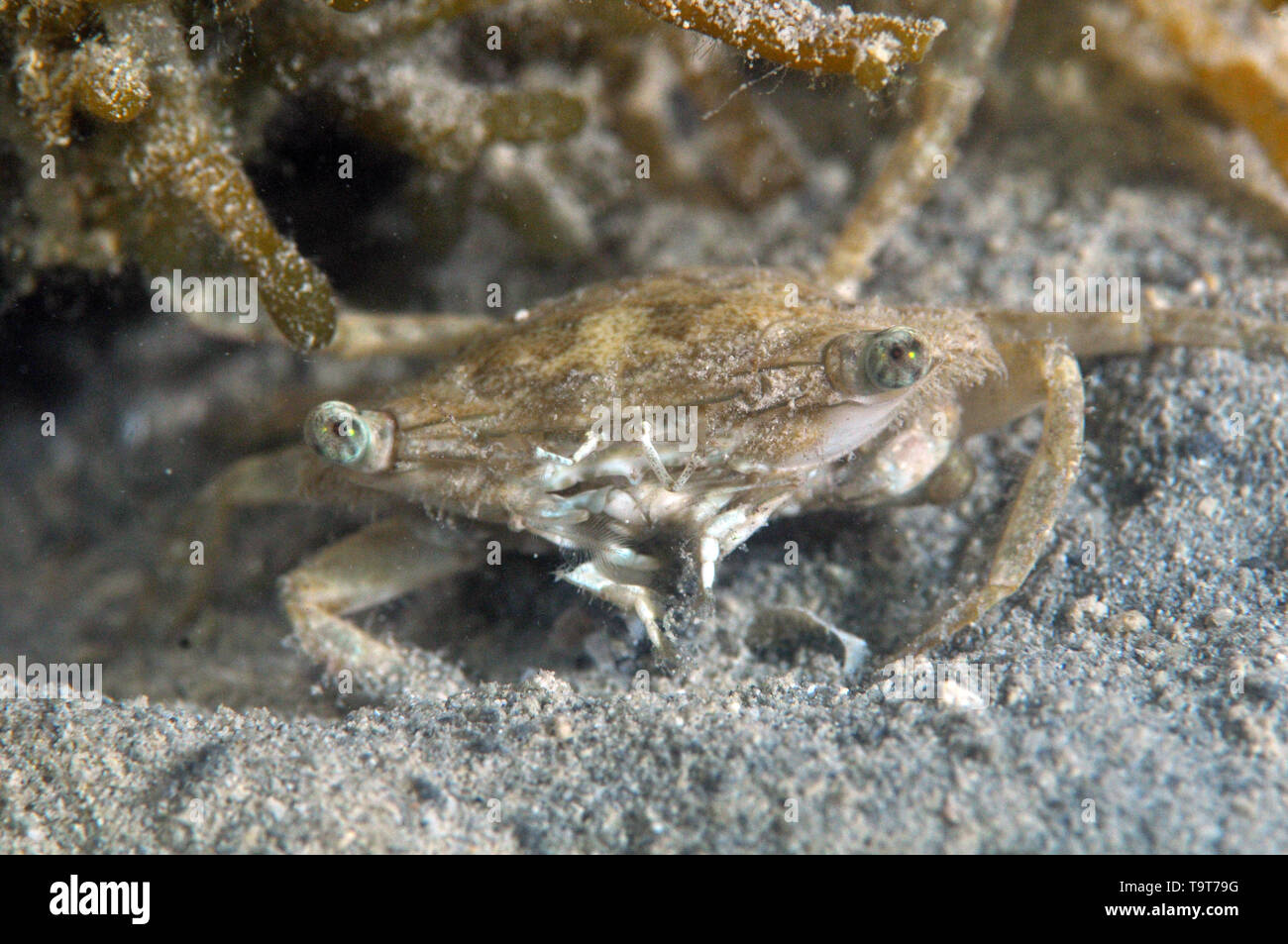 Swimming crab at night, Charybdis sp., Kaneohe Bay, Oahu, Hawaii, USA ...