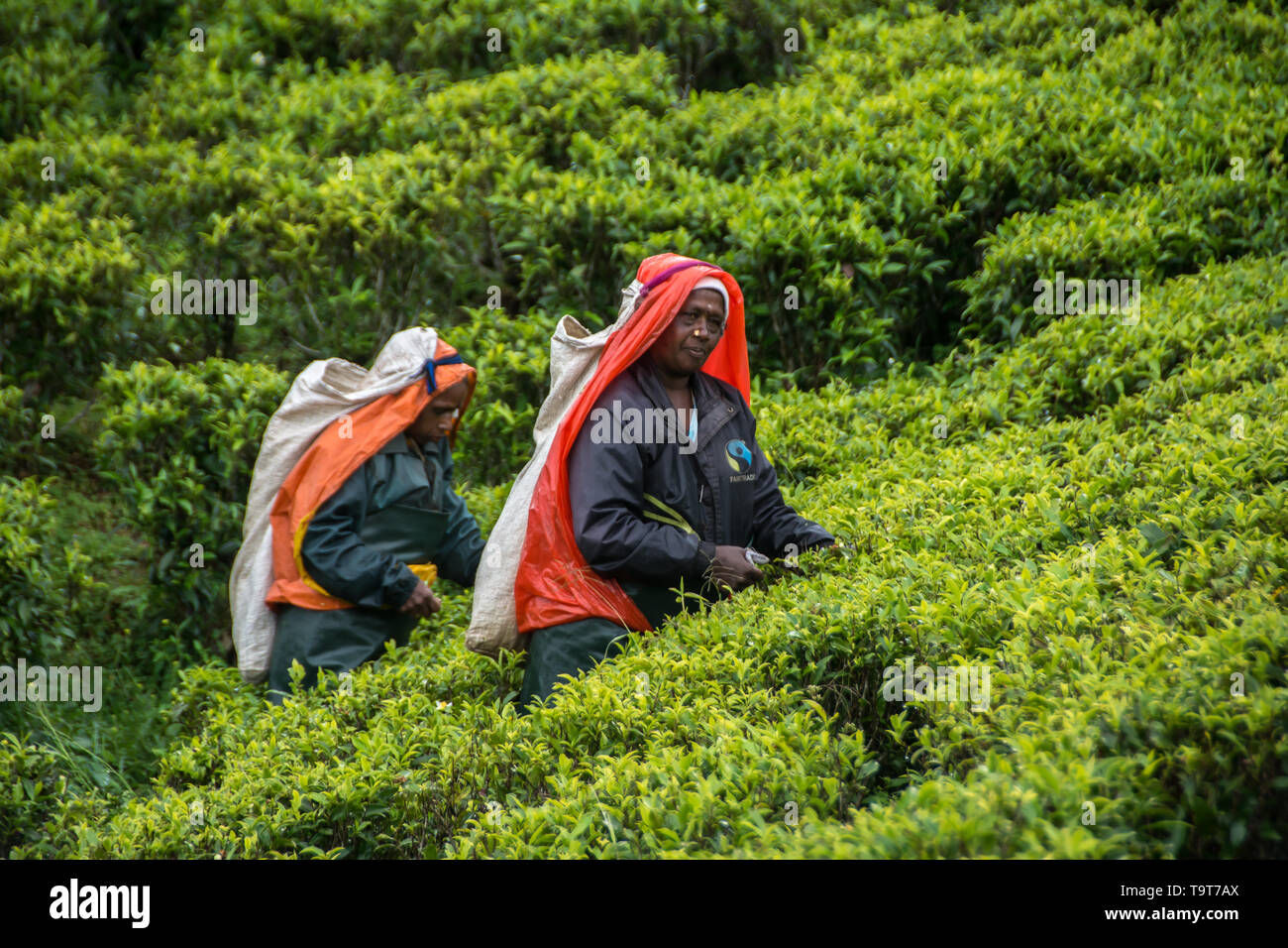 Sri Lanka trip, day 9: two of the tea pickers, working in the rain near ...