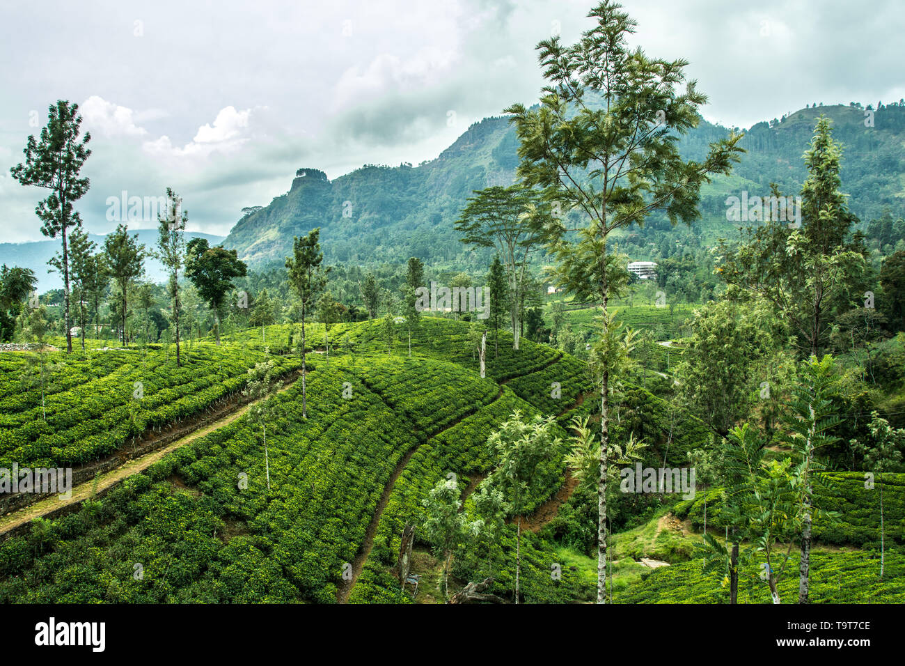 Kandy sri lanka tea plantations hi-res stock photography and images - Alamy
