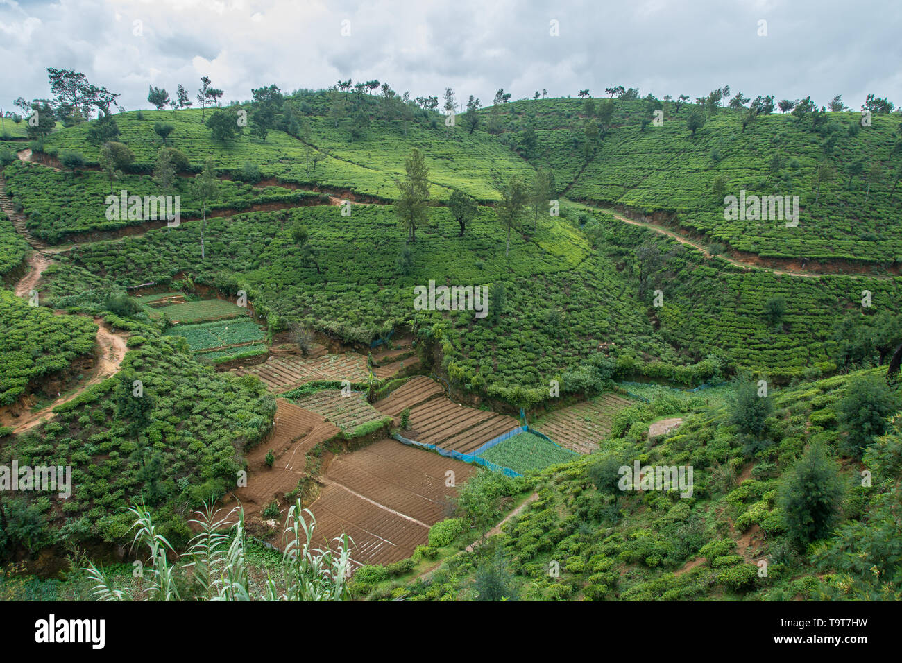 Sri Lanka trip, day 9: tea terraces and vegetable plots viewed from the ...