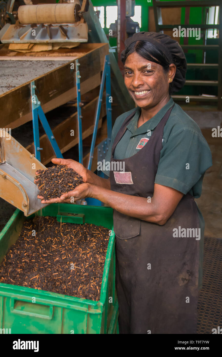 Female worker at the Glenloch Tea Factory, Sri Lanka Stock Photo - Alamy