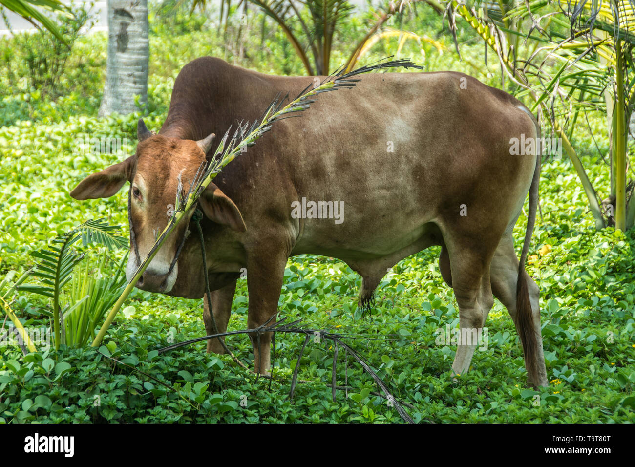 Bos indicus hi-res stock photography and images - Alamy