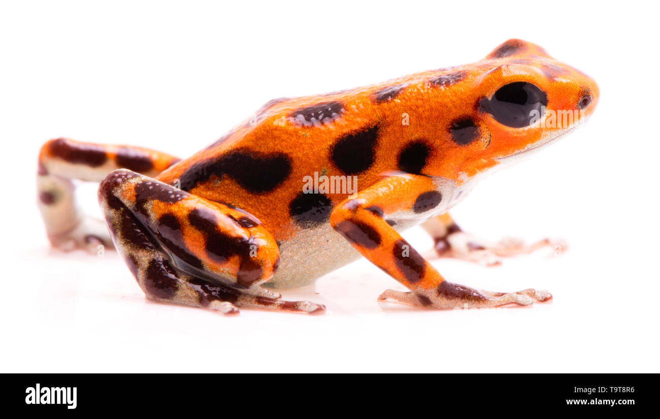 Poison dart frog,. Tropical poisonous orange rain forest animal ...