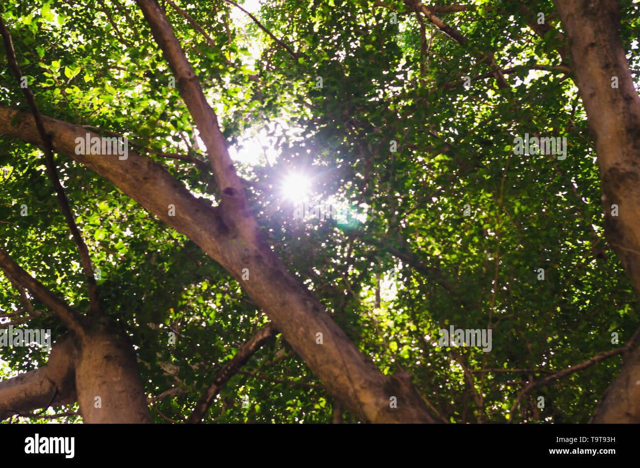 Sun filtering through the leaves and branches of tropical trees Stock ...
