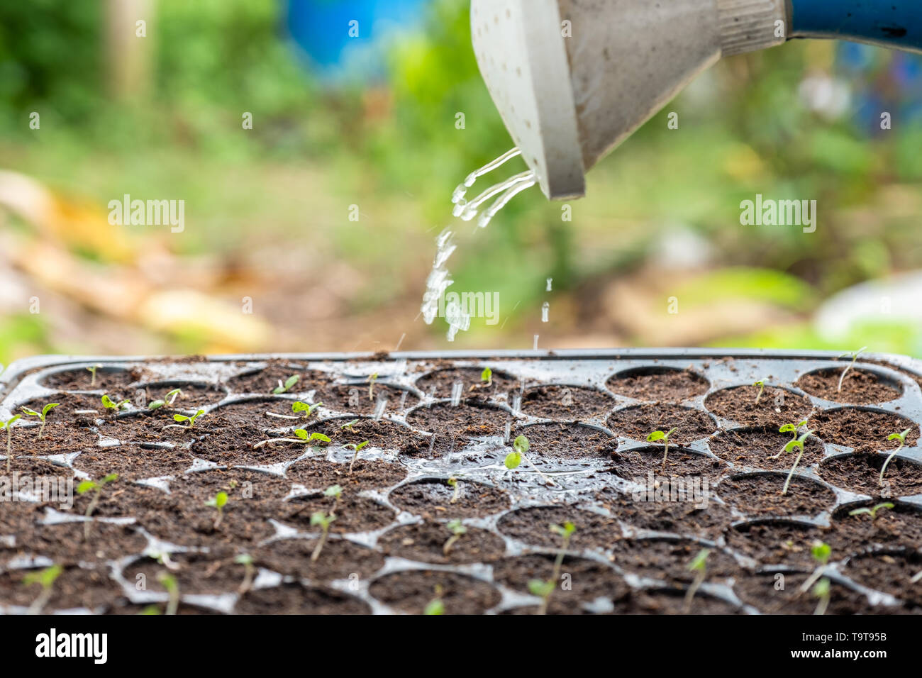 Watering can pouring water on sapling sprout in soil tray Stock Photo ...