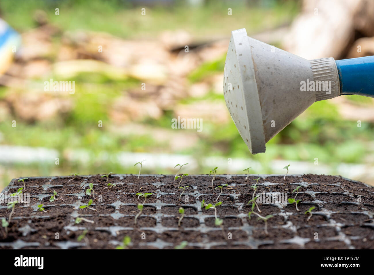 Watering can pouring water on hi-res stock photography and images - Alamy