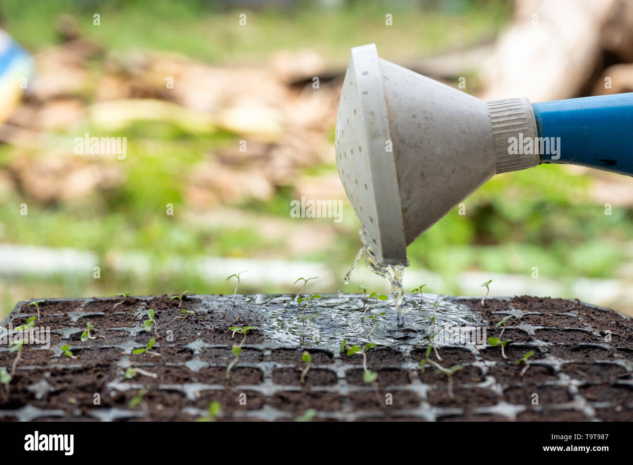 Watering can pouring water on sapling sprout in soil tray Stock Photo ...