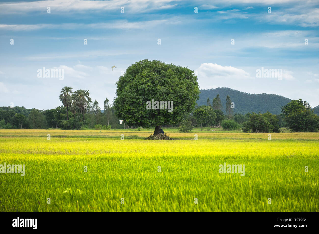 Bird on mango tree hi-res stock photography and images - Alamy