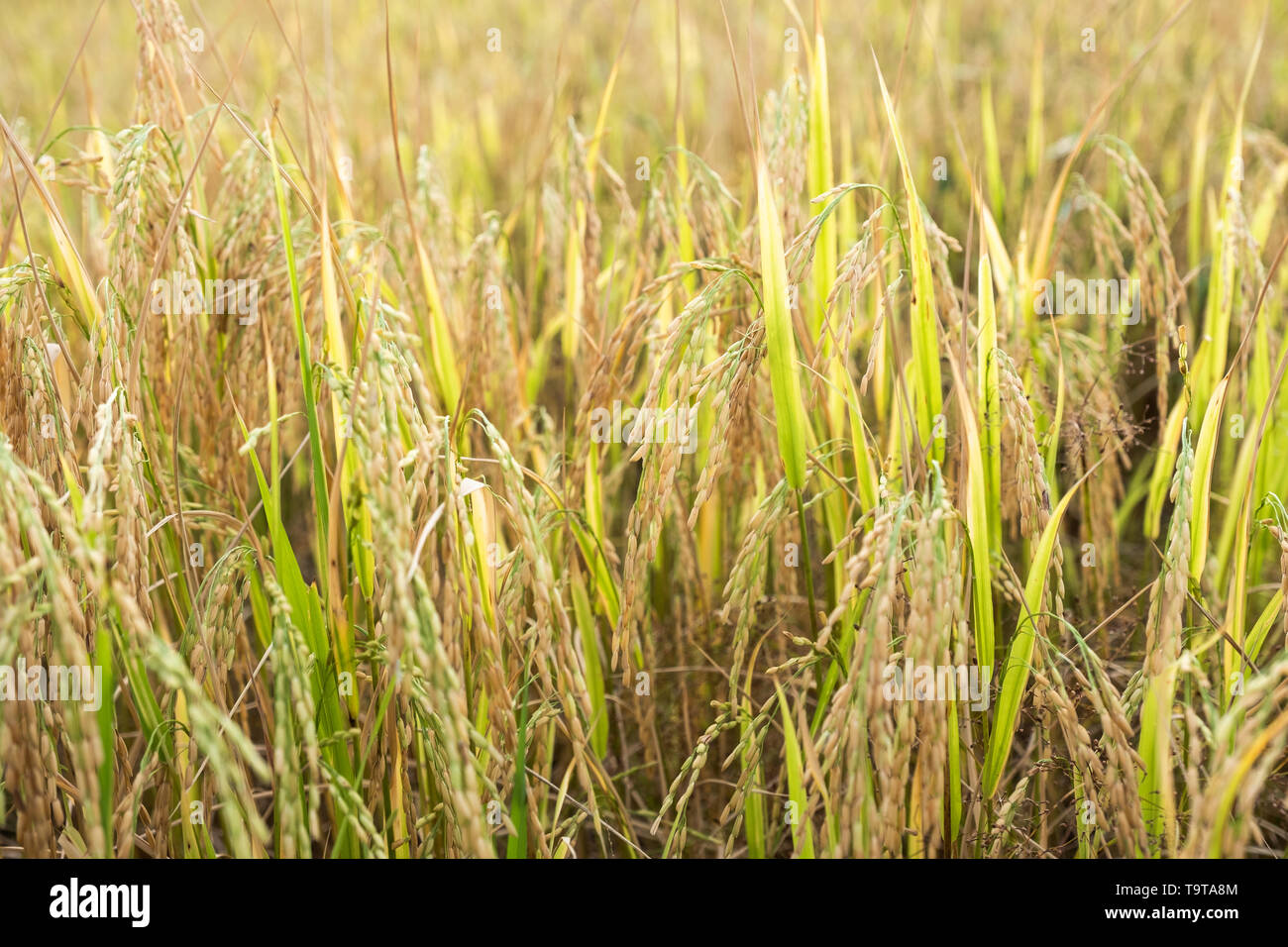 Golden spike rice in field. Harvesting season Stock Photo - Alamy