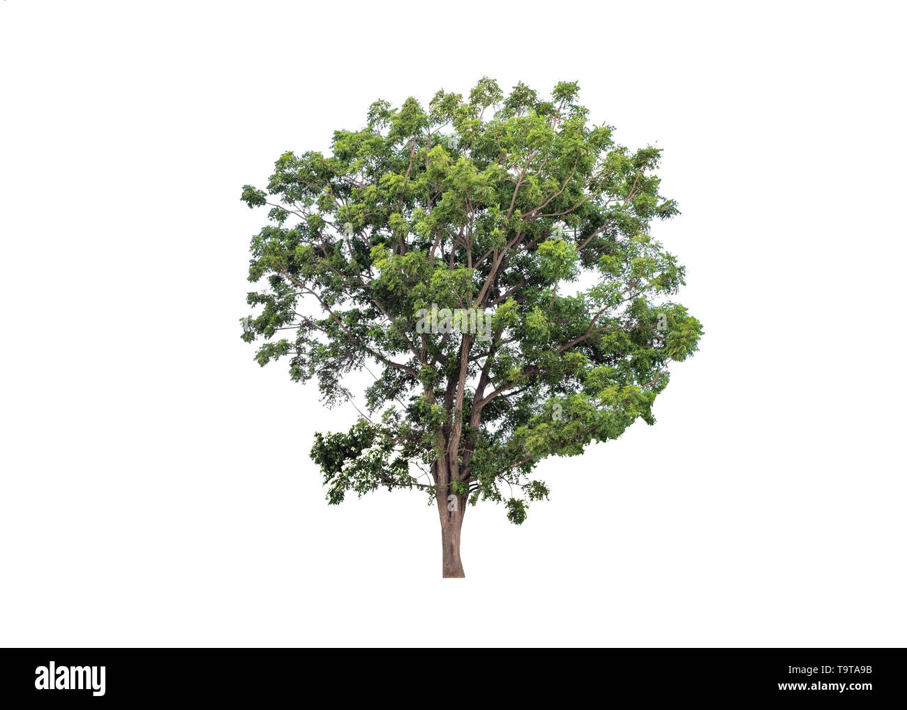 Big tree green leaves with trunk, isolated on white background Stock ...