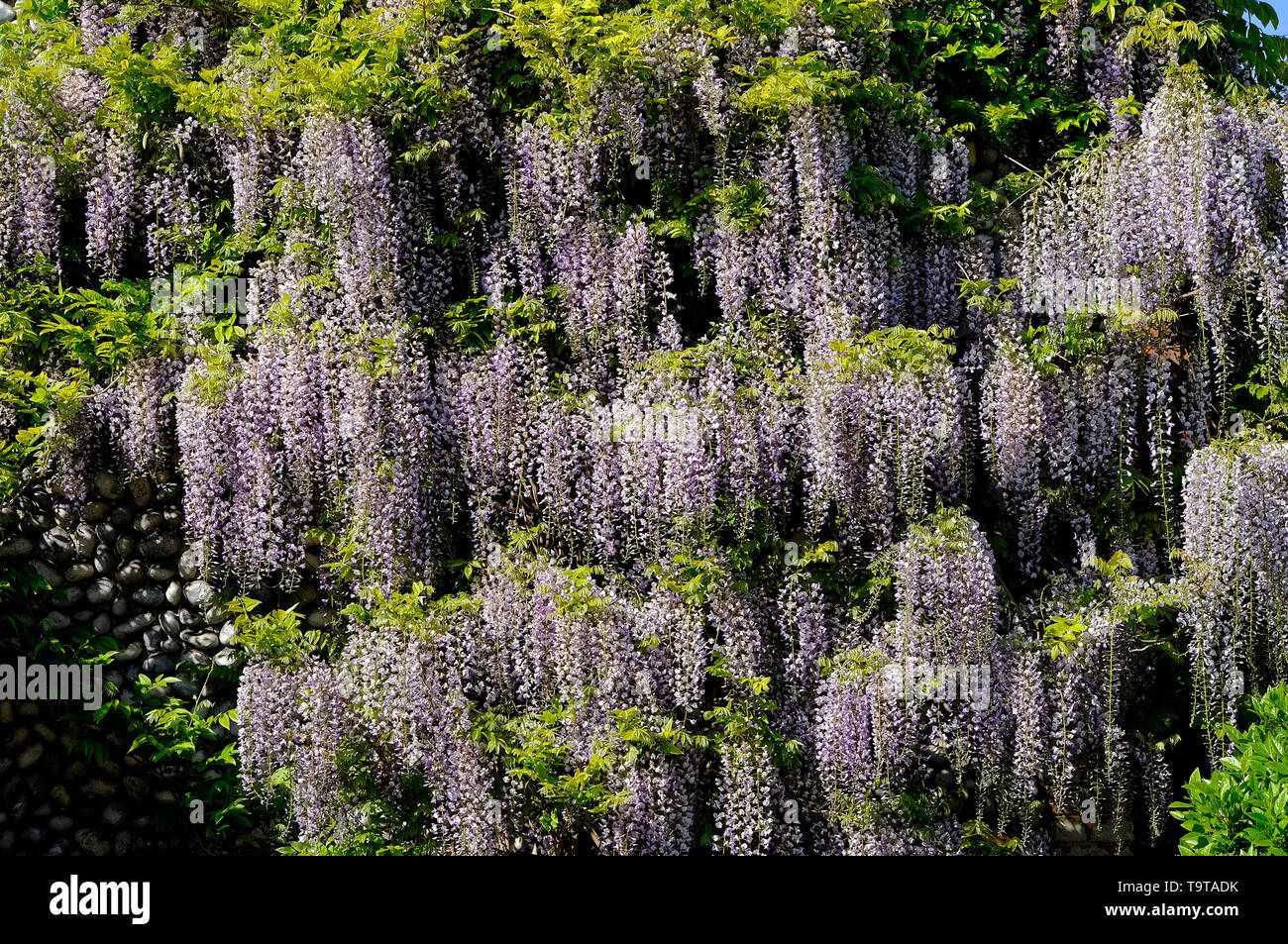 Wisteria On Building High Resolution Stock Photography and Images - Alamy
