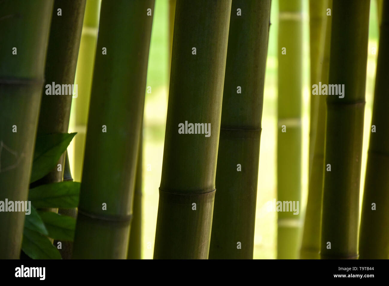 Bamboo trunks hi-res stock photography and images - Alamy