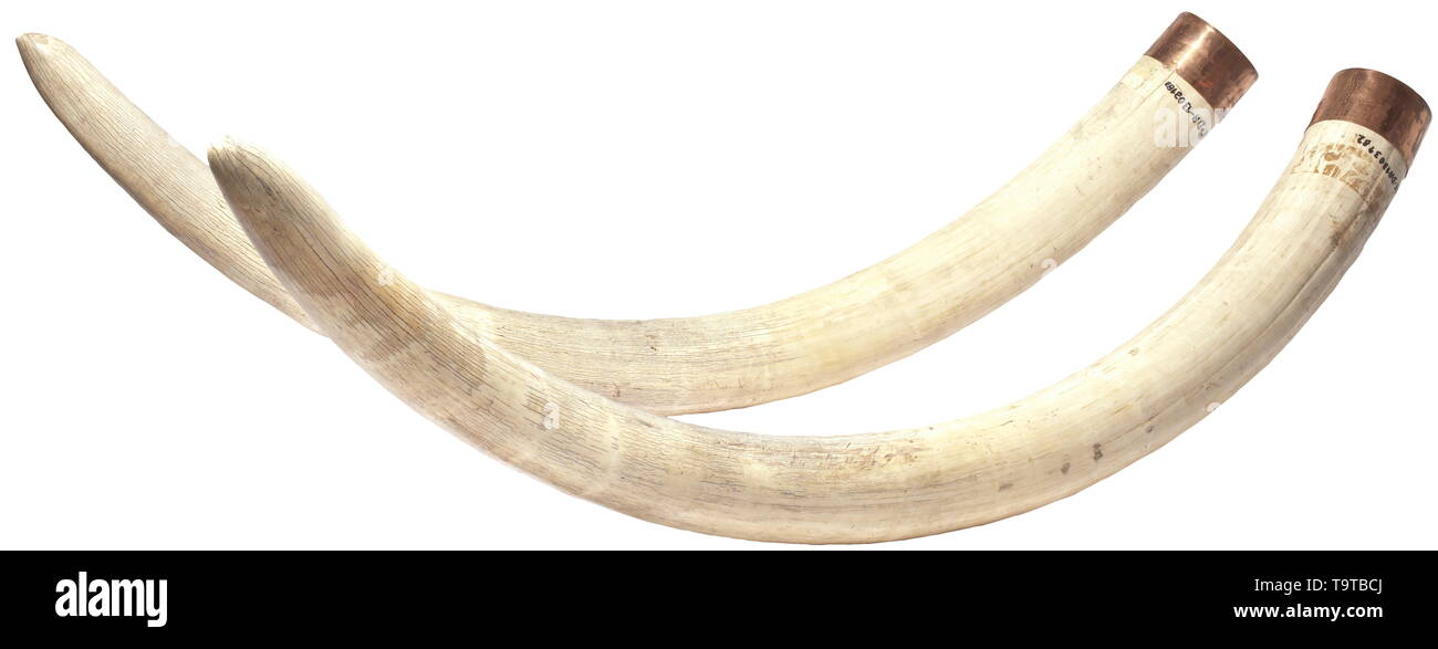 Tusk curve hi-res stock photography and images - Alamy