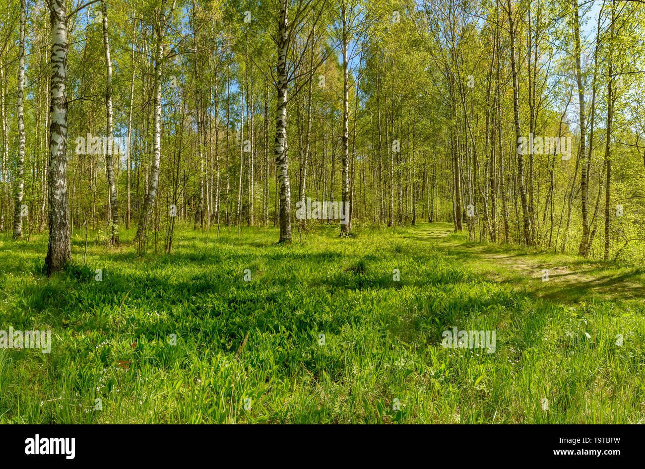 Spring walk along the river Sablinka in the Leningrad region. The ...
