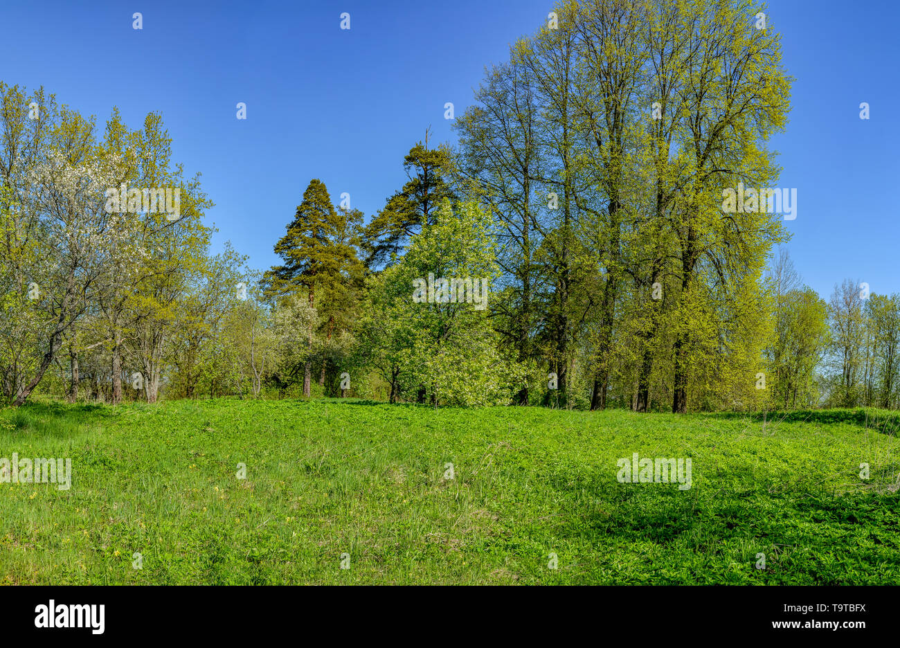 Spring walk along the river Sablinka in the Leningrad region. The ...