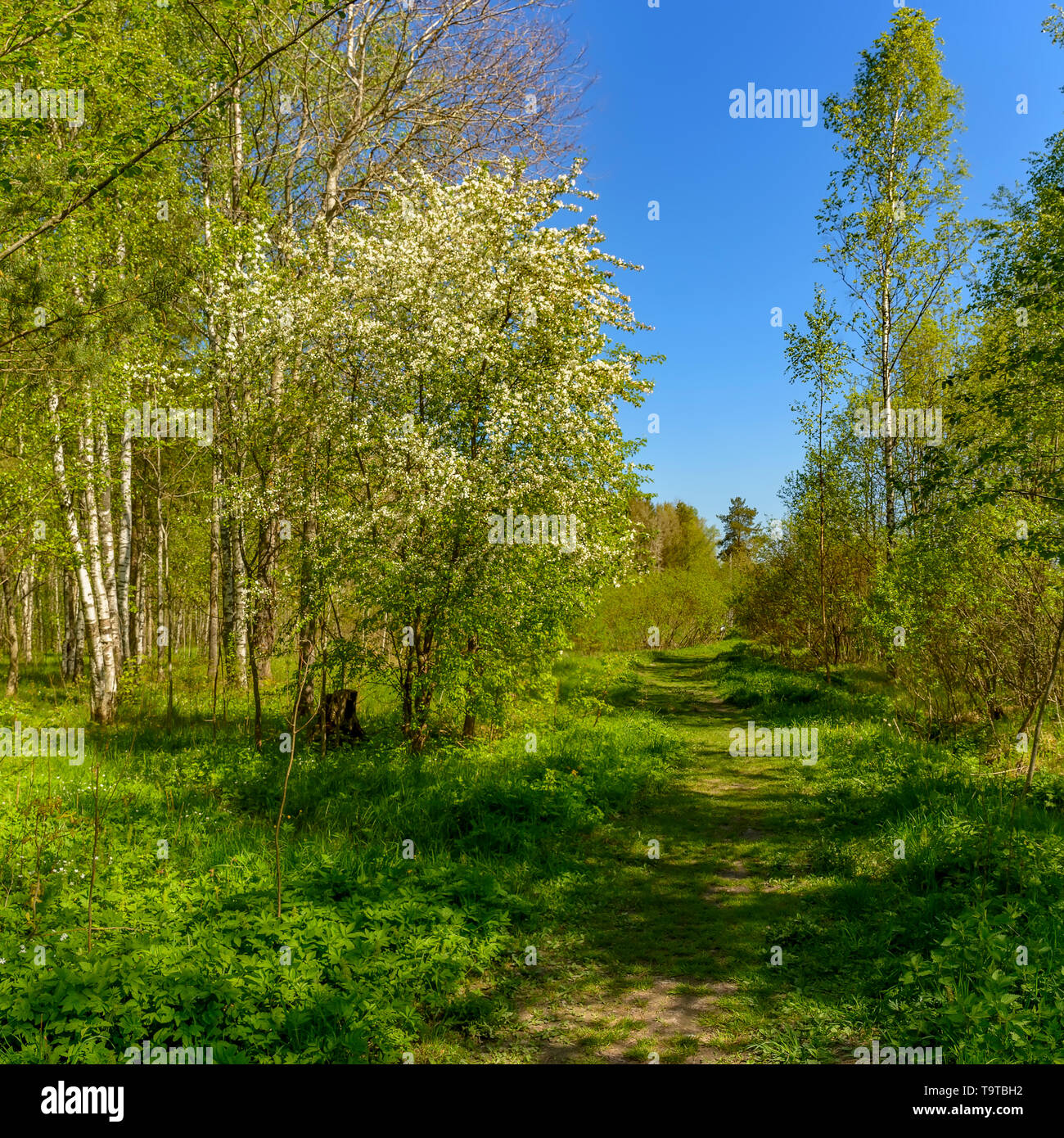 Spring walk along the river Sablinka in the Leningrad region. The ...