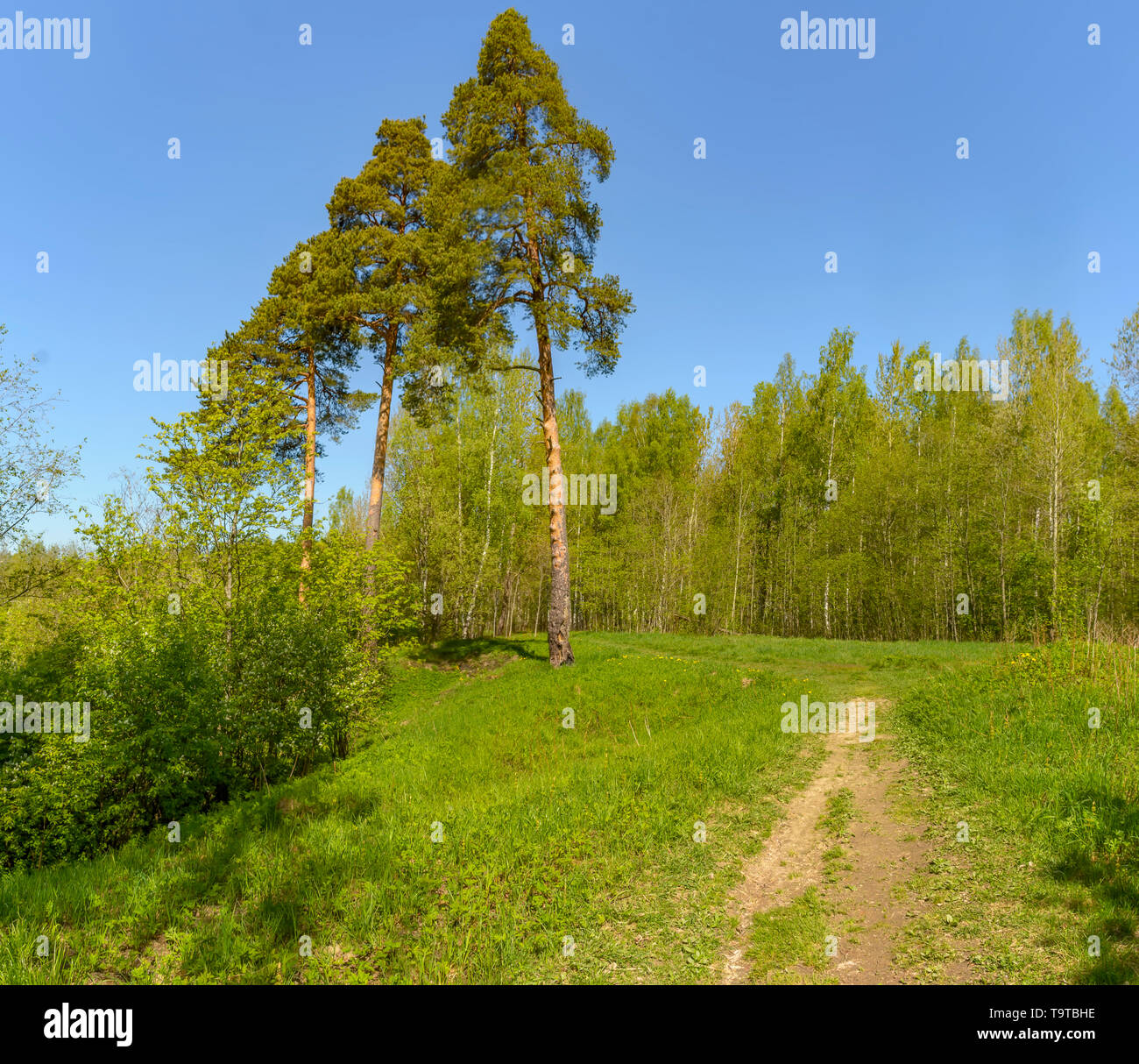 Spring walk along the river Sablinka in the Leningrad region. The ...