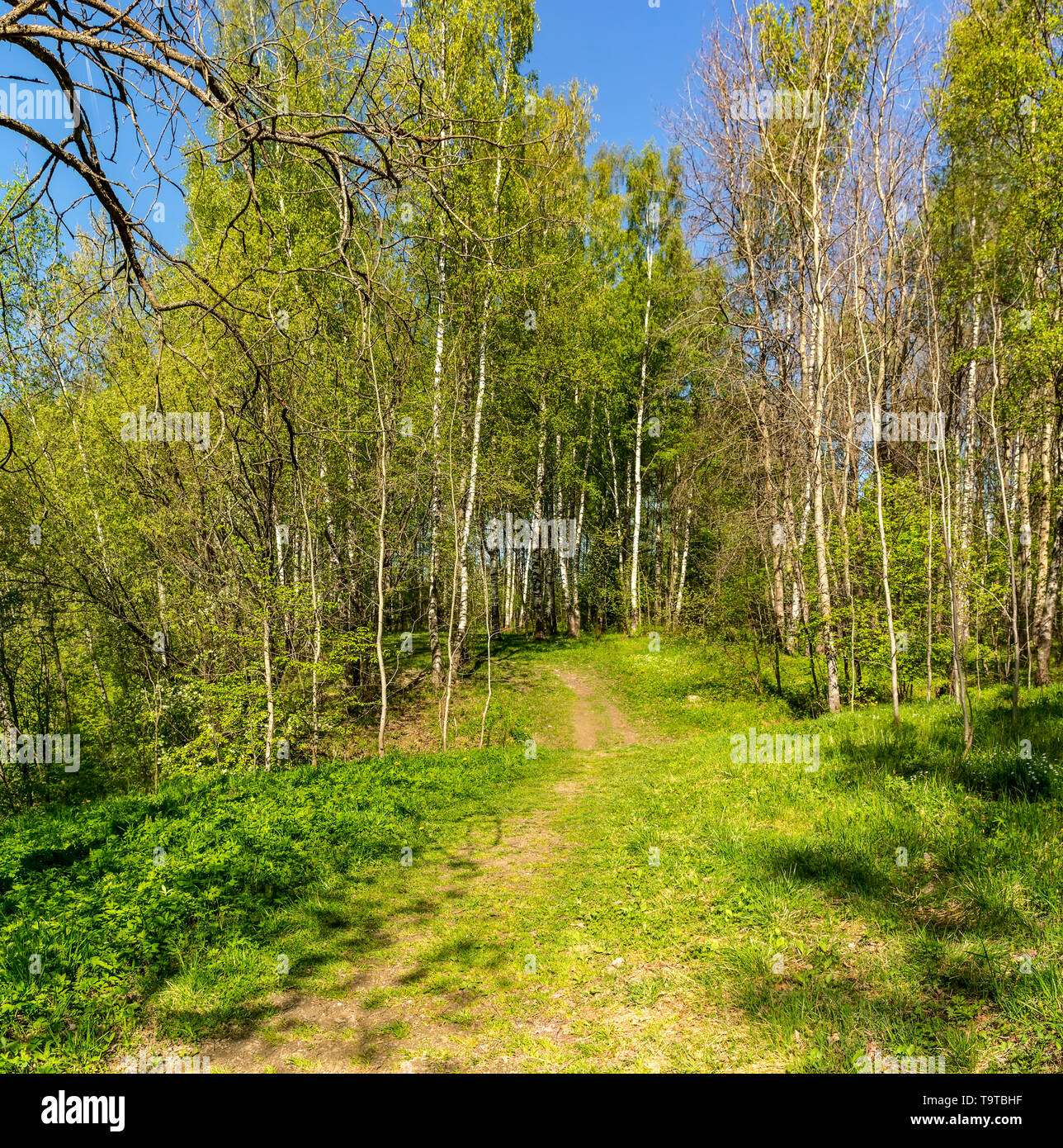 Spring walk along the river Sablinka in the Leningrad region. The ...
