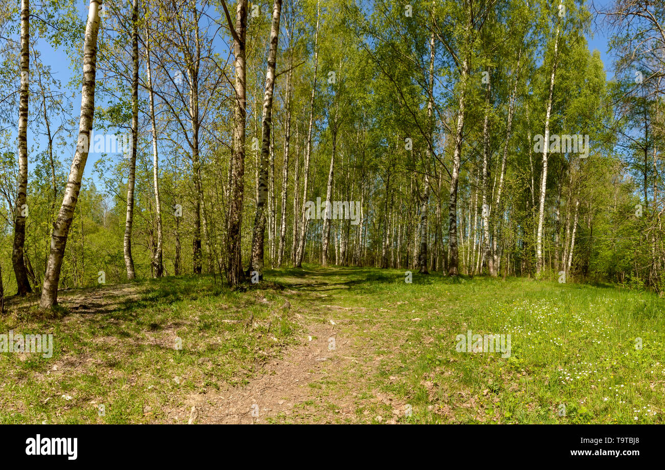 Spring walk along the river Sablinka in the Leningrad region. The ...