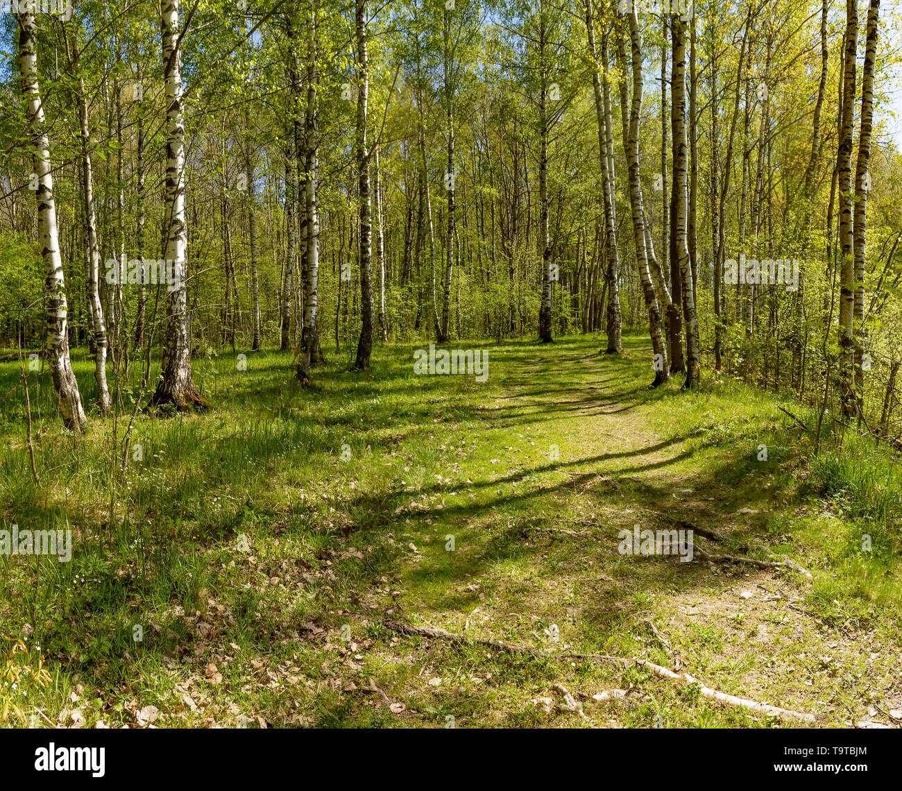 Spring walk along the river Sablinka in the Leningrad region. The ...