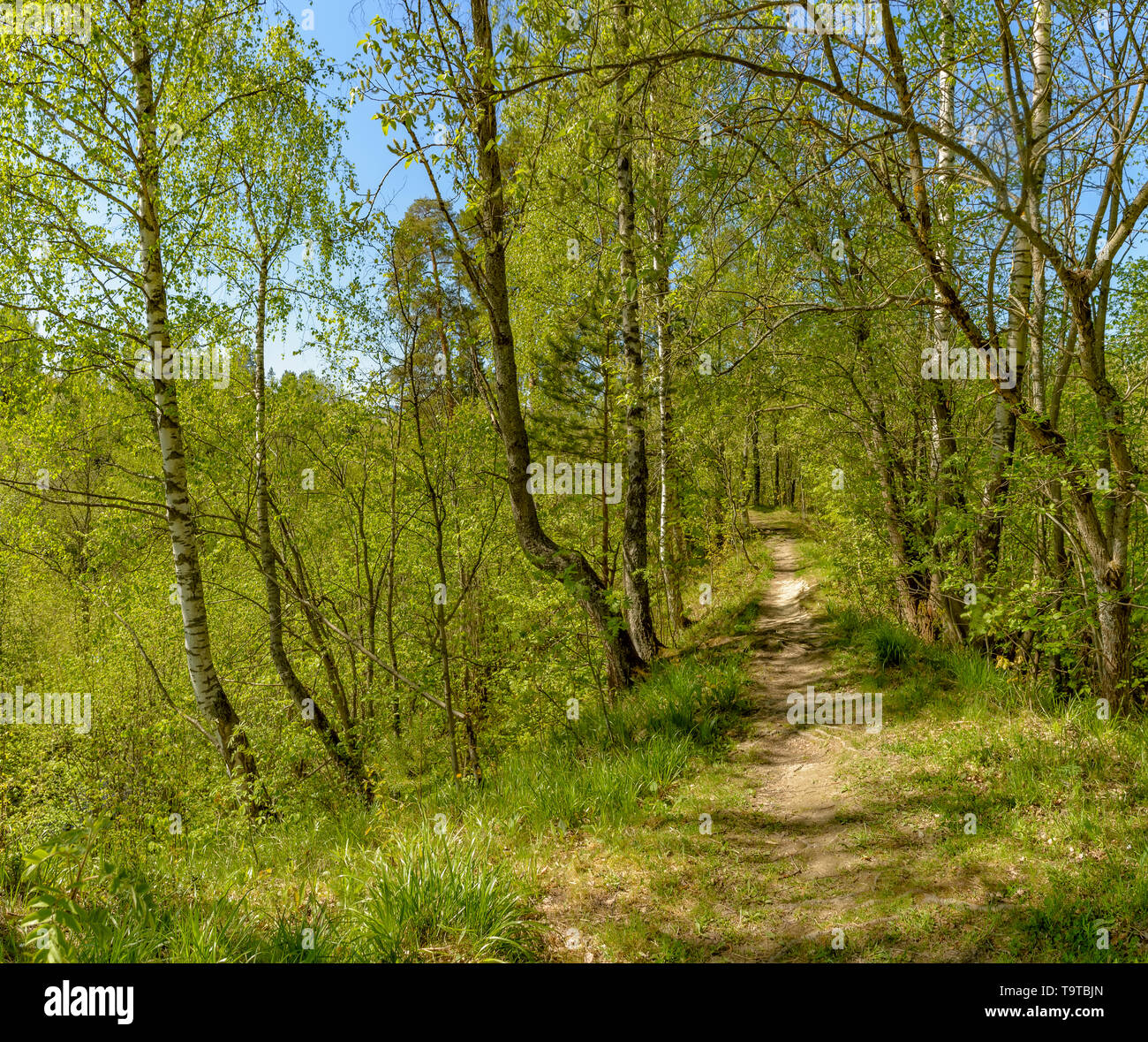 Spring walk along the river Sablinka in the Leningrad region. The ...