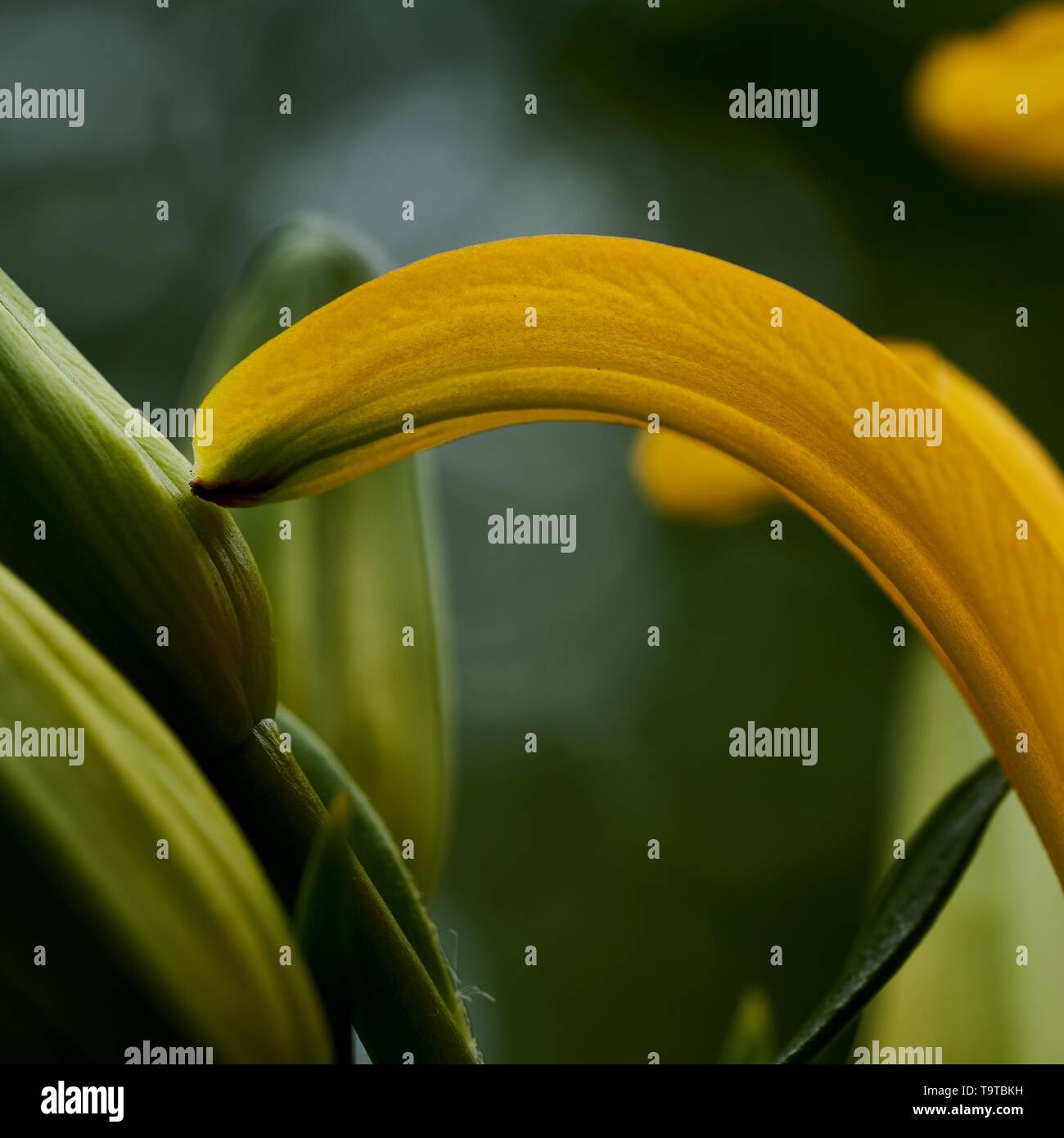 Beautiful bright yellow petal of a lily plant just touching an unopened ...