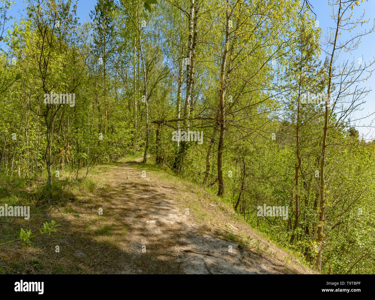 Spring walk along the river Sablinka in the Leningrad region. The ...