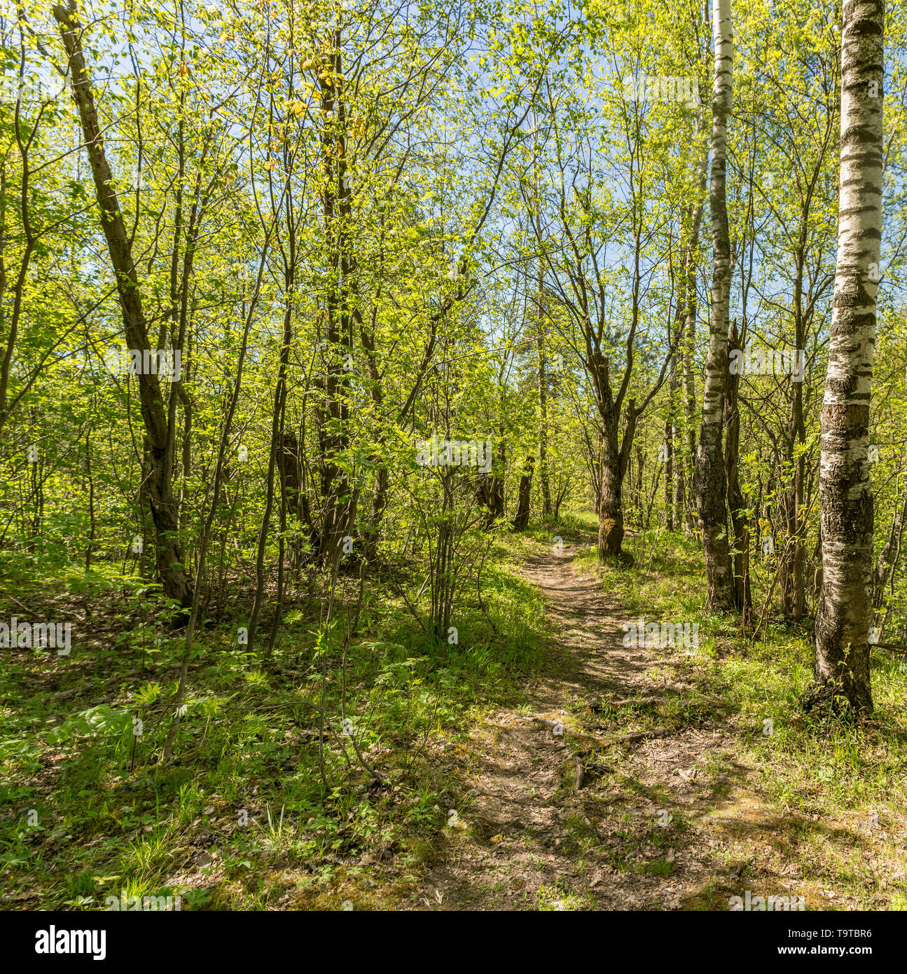 Spring walk along the river Sablinka in the Leningrad region. The ...