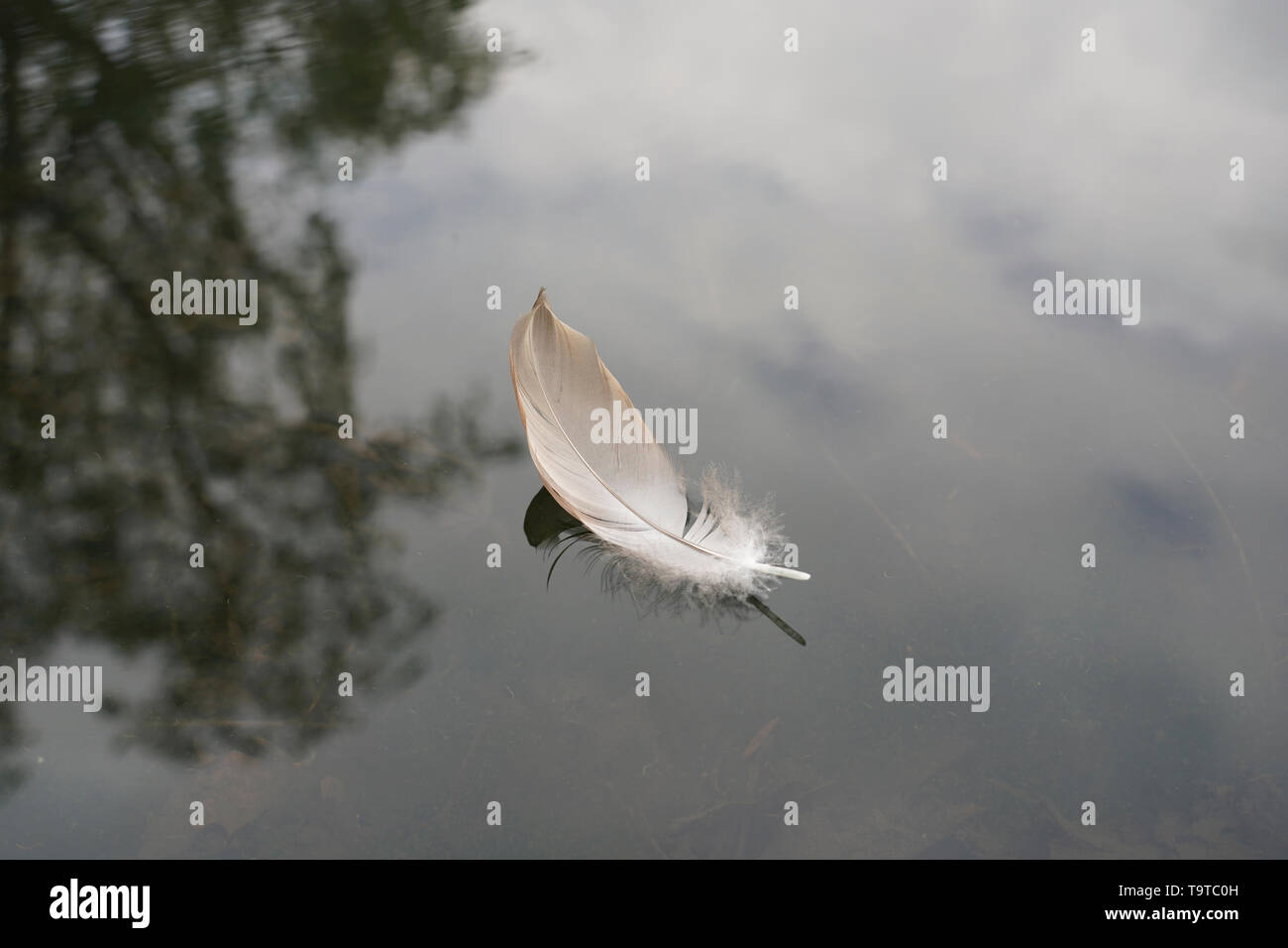 Pericko na vode hi-res stock photography and images - Alamy