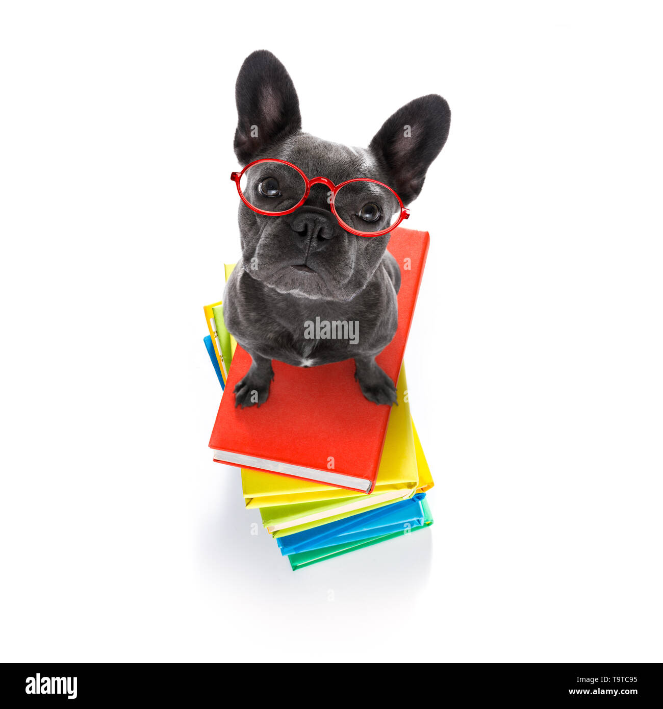 Are Bulldogs Smart Dogs