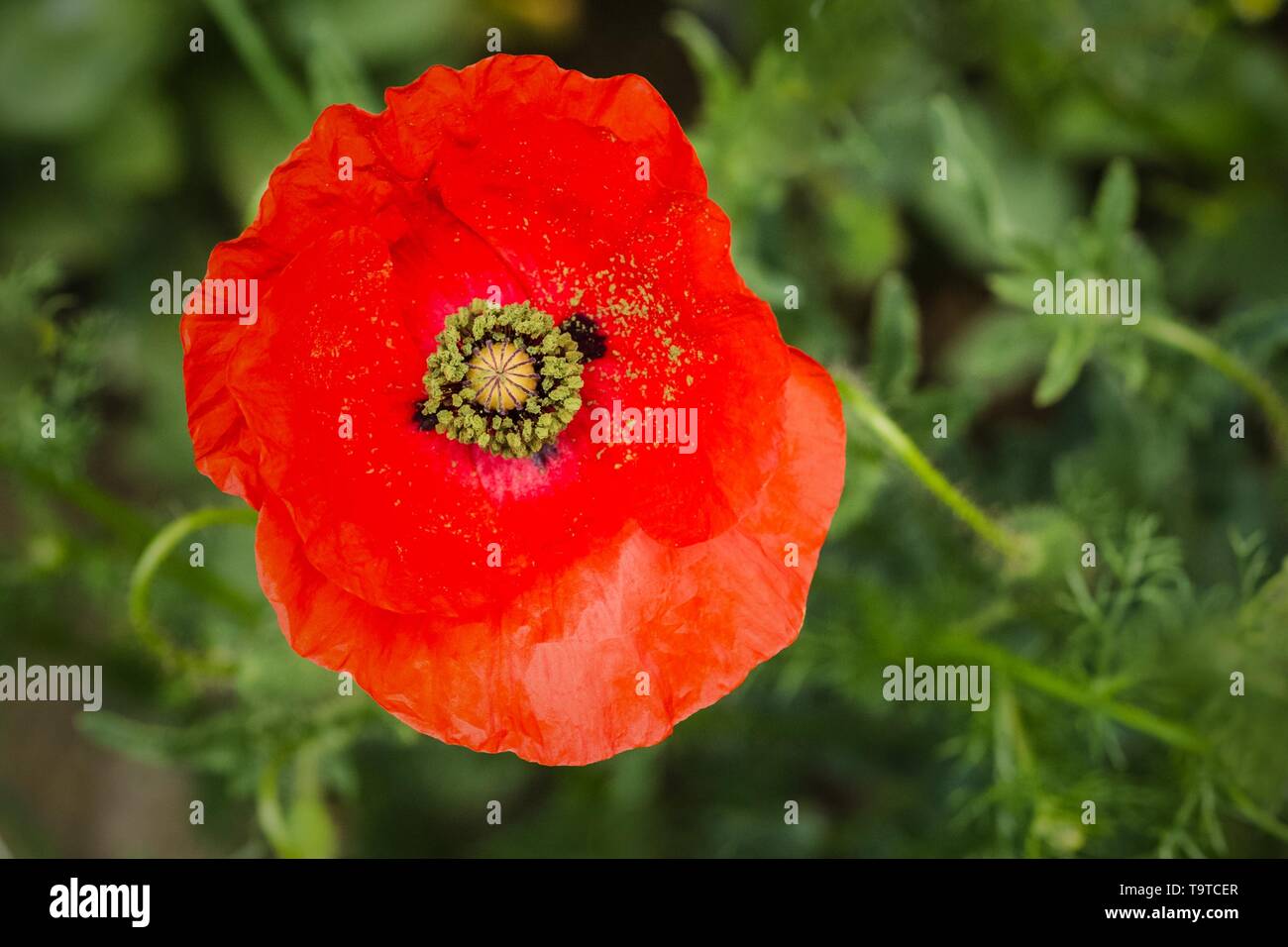 Scarlet color hi-res stock photography and images - Alamy