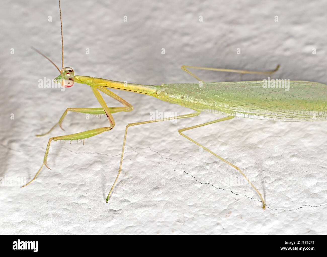 Macro Photography of Little Praying Mantis on White Floor Stock Photo ...