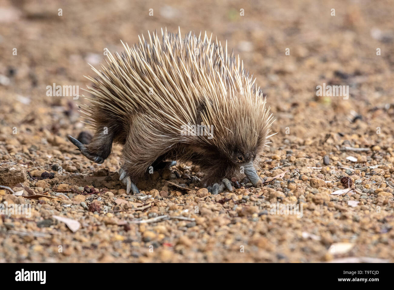 Short-beaked Echidna (Tachyglossus aculeatus Stock Photo - Alamy