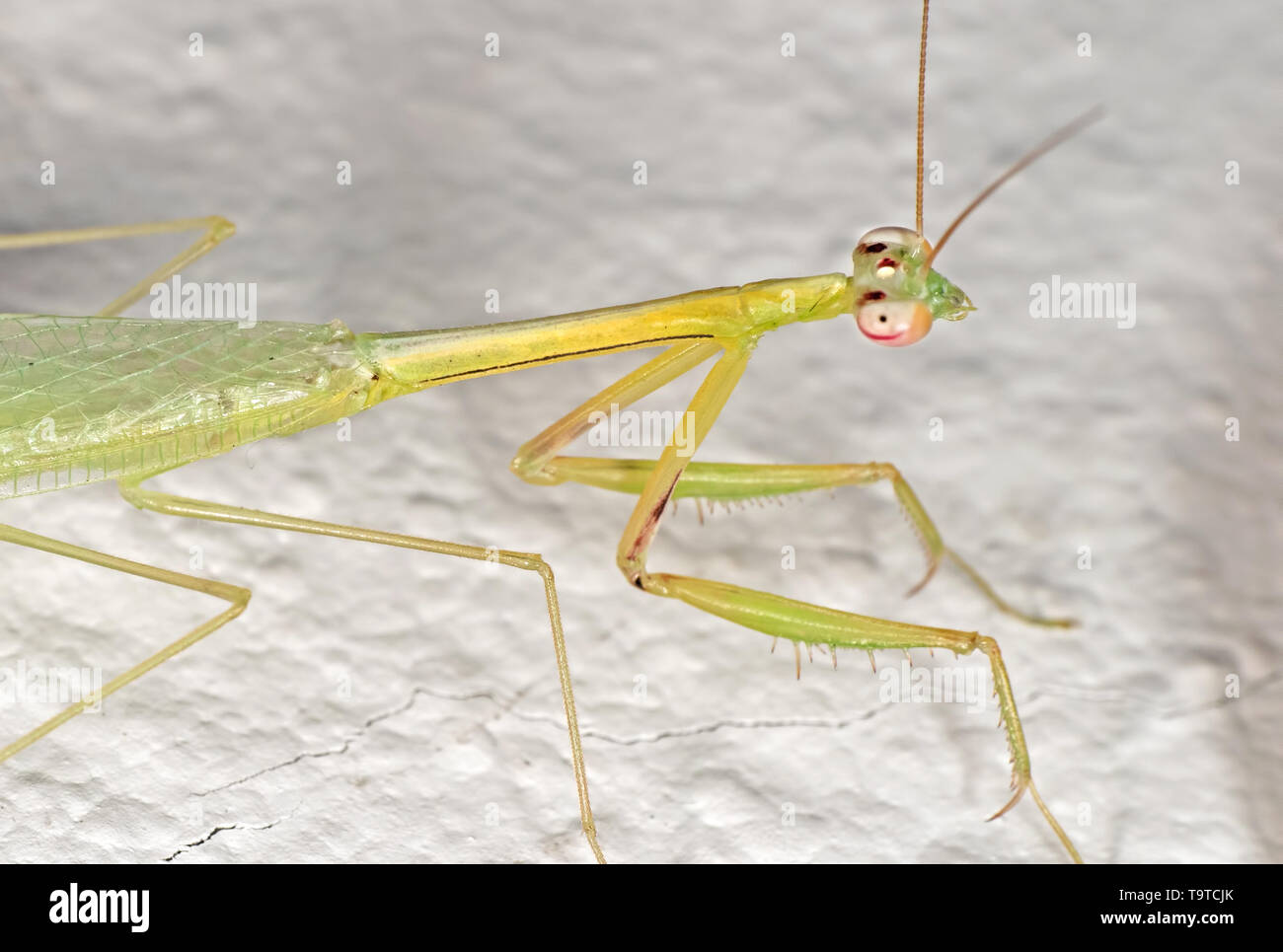 Macro Photography of Little Praying Mantis on White Floor Stock Photo ...