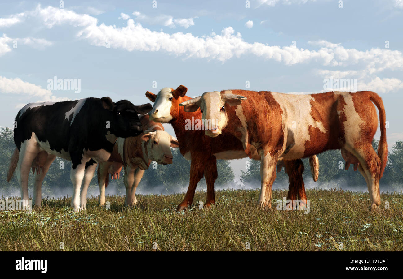 Angry cows hi-res stock photography and images - Alamy